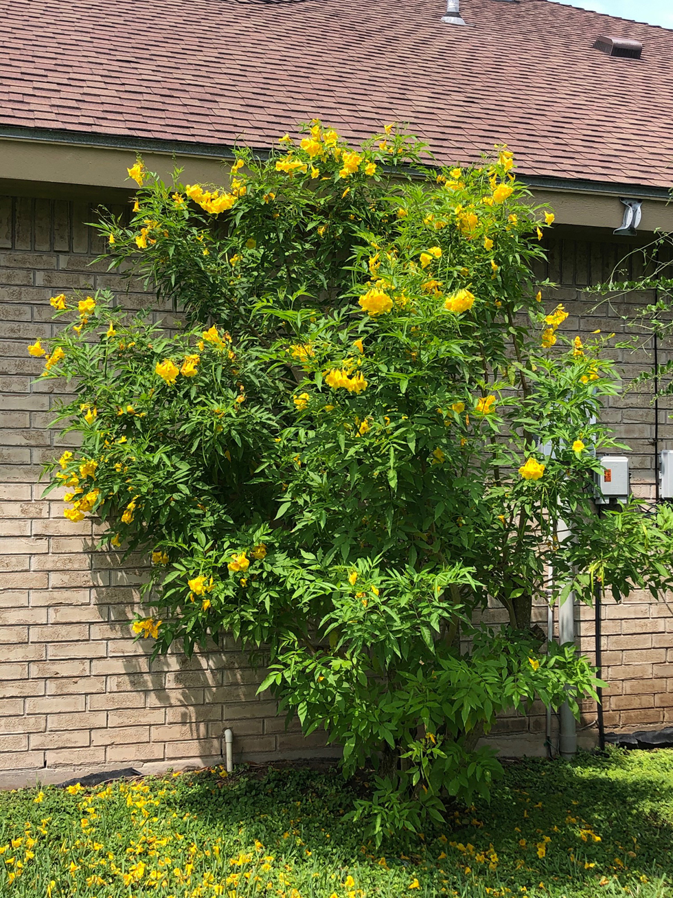 A little history lesson on the RGV to help make your gardens grow – La ...